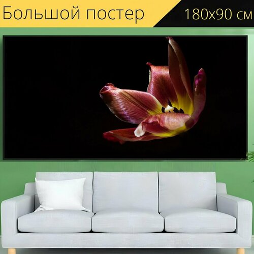 Большой постер "Тюльпан, цветок, природа" 180 x 90 см. для интерьера