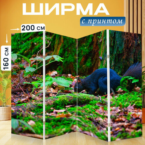 Ширма перегородка с принтом "Белка, лес, природа" на холсте - 200x160 см. для зонирования, раскладная