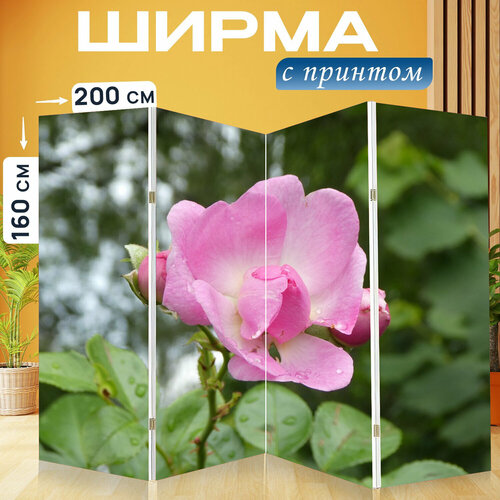 Ширма перегородка с принтом "Роза, цвести, розовый" на холсте - 200x160 см. для зонирования, раскладная