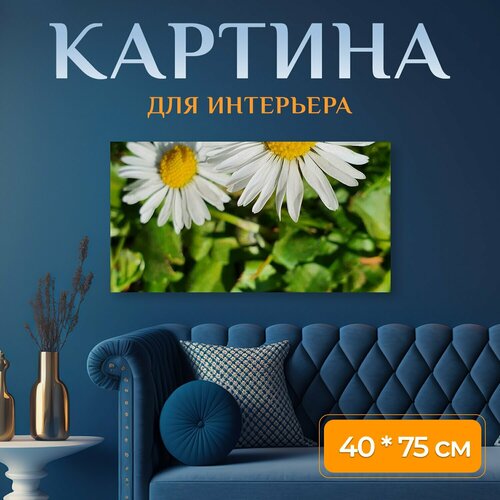 Картина на холсте "Маргаритки, цветы, лужайка" на подрамнике 75х40 см. для интерьера