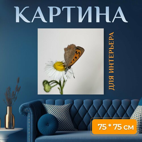 Картина на холсте "Бабочка, макрос, насекомые" на подрамнике 75х75 см. для интерьера
