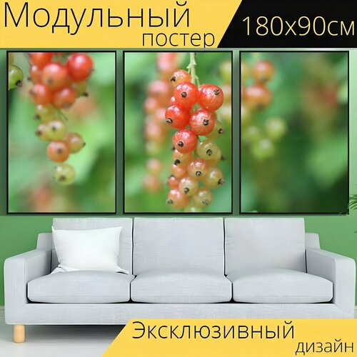 Модульный постер "Смородина, фрукты, мощность" 180 x 90 см. для интерьера