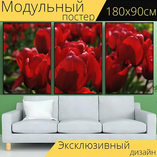 Модульный постер "Тюльпан, цветок, флора" 180 x 90 см. для интерьера