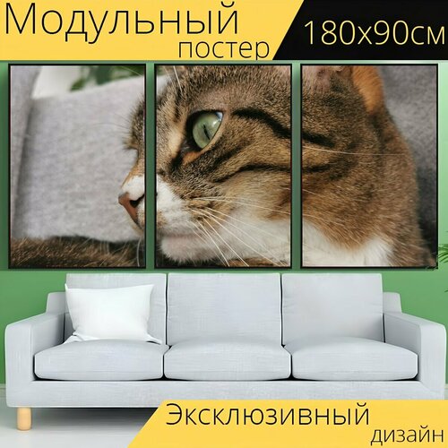 Модульный постер "Кошка, домашний питомец, голова" 180 x 90 см. для интерьера