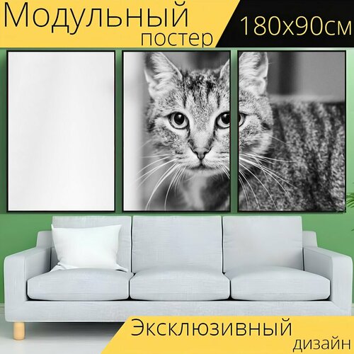 Модульный постер "Кот, кошачьи глаза, домашнее животное" 180 x 90 см. для интерьера