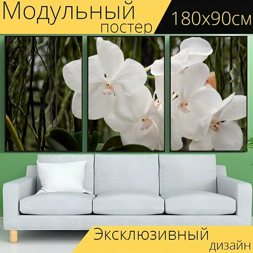 Модульный постер "Цветы, орхидея, цвести" 180 x 90 см. для интерьера