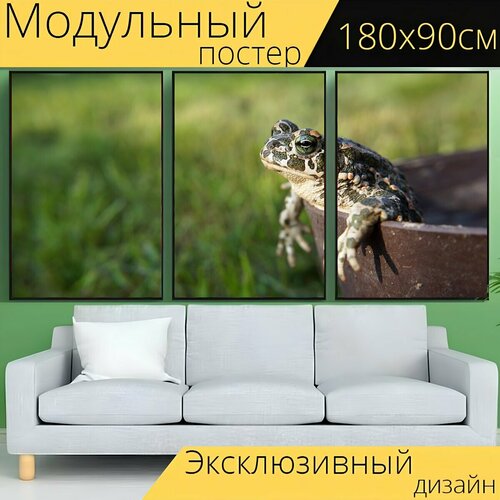 Модульный постер "Животное, лягушка, жаба" 180 x 90 см. для интерьера