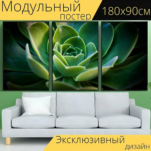 Модульный постер "Кактус, зеленый, природа" 180 x 90 см. для интерьера