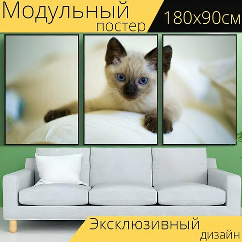 Модульный постер "Милый, кошка, домашнее животное" 180 x 90 см. для интерьера