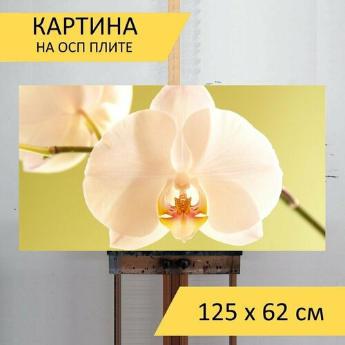 Картина на ОСП 125х62 см. "Орхидея, цвести, белый" горизонтальная, для интерьера, с креплениями