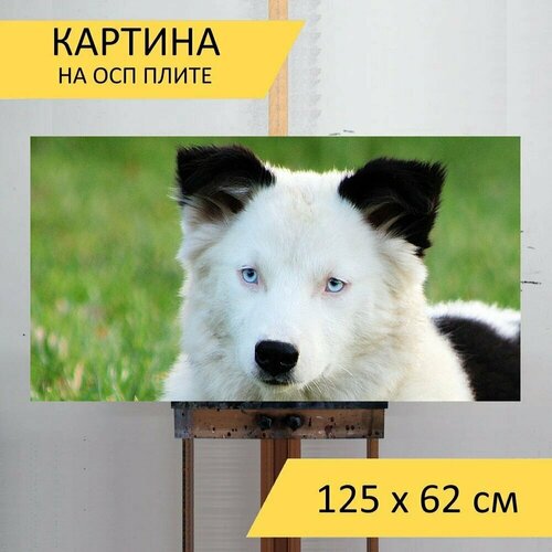 Картина на ОСП 125х62 см. "Якутская лайка, собака, домашний питомец" горизонтальная, для интерьера, с креплениями