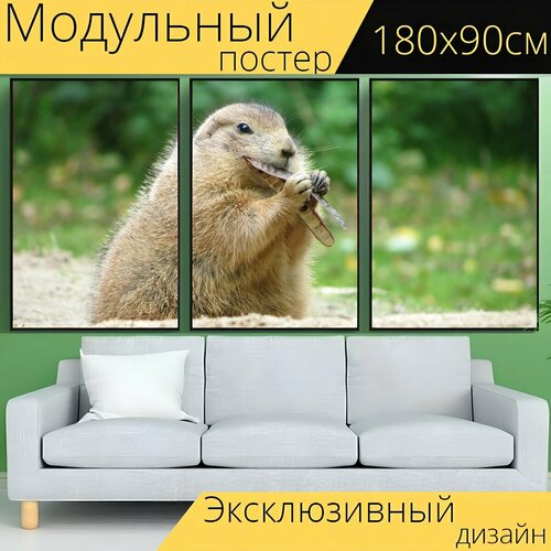 Модульный постер "Луговые собачки, парк дикой природы, грызуны" 180 x 90 см. для интерьера