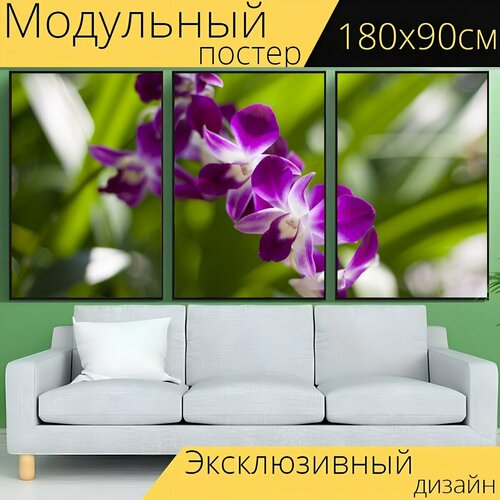 Модульный постер "Орхидеи, цветы, лепестки" 180 x 90 см. для интерьера