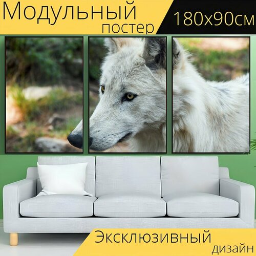 Модульный постер "Волк, янг, хищник" 180 x 90 см. для интерьера