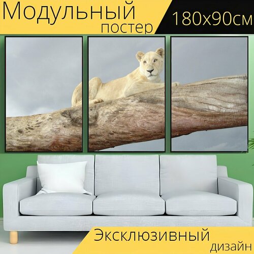 Модульный постер "Белый лев, белая львица, лев" 180 x 90 см. для интерьера