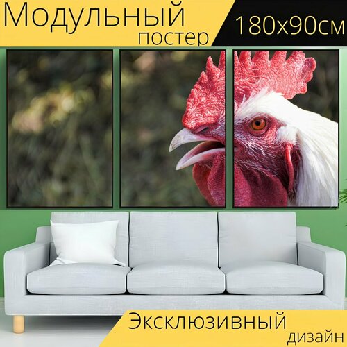Модульный постер "Петух, курица, птица" 180 x 90 см. для интерьера