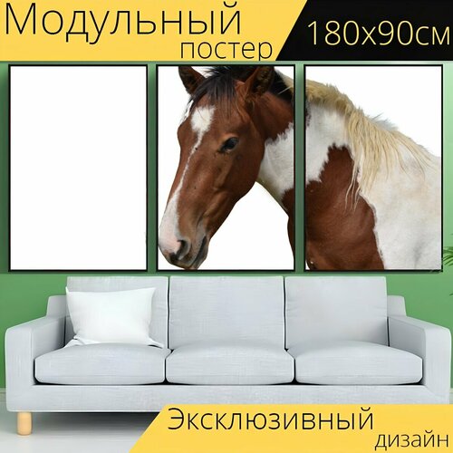 Модульный постер "Лошадь, лошадиная голова, изолированный" 180 x 90 см. для интерьера