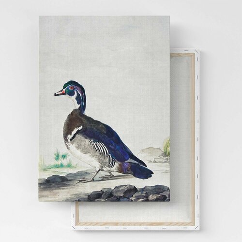 Картина на холсте, репродукция / Аерт Шоуман - A Duck / Размер 30 x 40 см