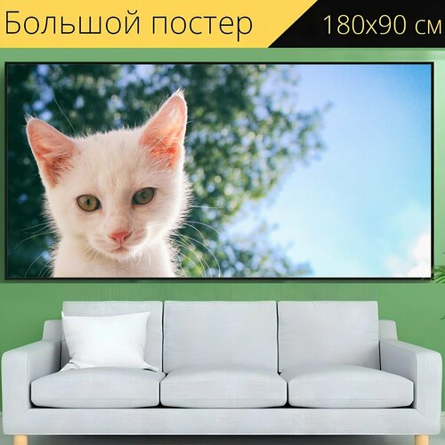 Большой постер "Кот, белый, котенок" 180 x 90 см. для интерьера
