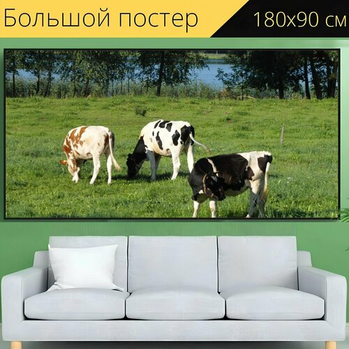 Большой постер "Коровы, крупный рогатый скот, животные" 180 x 90 см. для интерьера