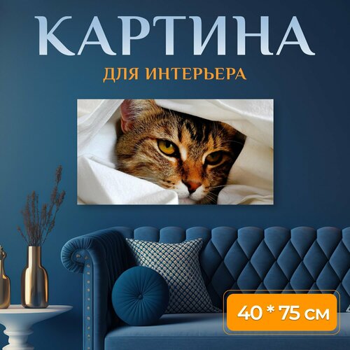 Картина на холсте "Кот, голова, портрет кошки" на подрамнике 75х40 см. для интерьера