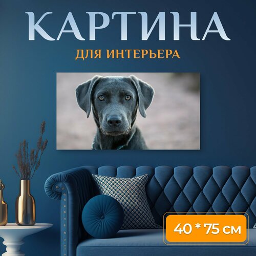 Картина на холсте "Собака, лабрадор, домашний питомец" на подрамнике 75х40 см. для интерьера