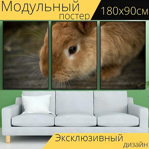 Модульный постер "Животное, кролик, закрыть" 180 x 90 см. для интерьера
