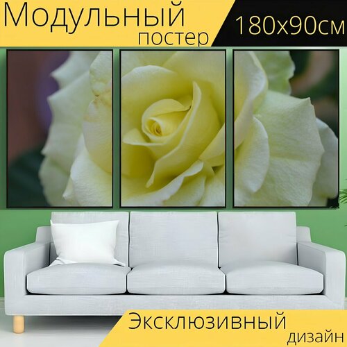 Модульный постер "Роза, цветок, завод" 180 x 90 см. для интерьера