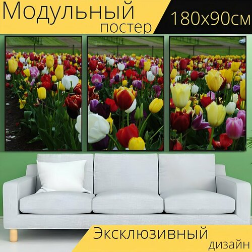 Модульный постер "Тюльпан, природа, поля тюльпанов" 180 x 90 см. для интерьера