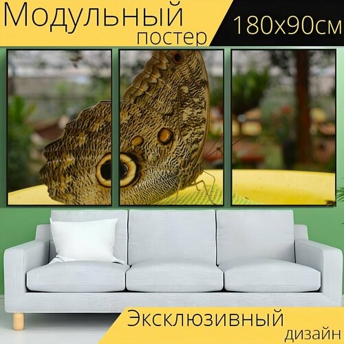 Модульный постер "Бабочка, банановая бабочка, насекомое" 180 x 90 см. для интерьера