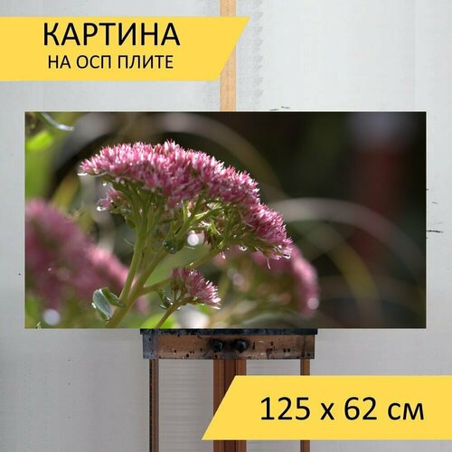 Картина на ОСП 125х62 см. "Цветок, жирная курица, толстолистное растение" горизонтальная, для интерьера, с креплениями