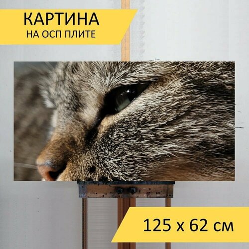 Картина на ОСП 125х62 см. "Кошка, катце, животное" горизонтальная, для интерьера, с креплениями