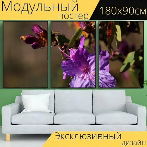 Модульный постер "Рододендрон, цветок, фиолетовый" 180 x 90 см. для интерьера