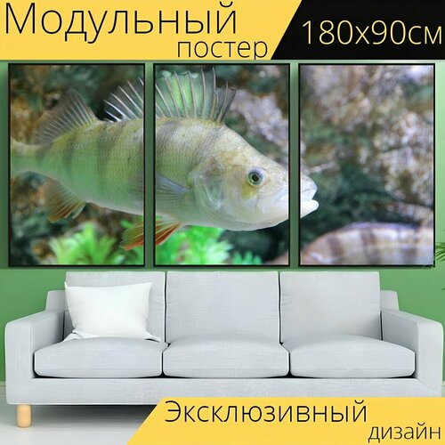 Модульный постер "Речной окунь, рыба, пресноводная рыба" 180 x 90 см. для интерьера