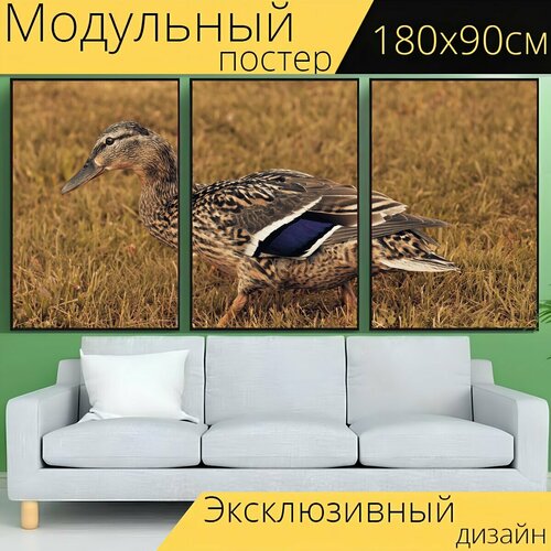 Модульный постер "Кряква, домашняя птица, птица" 180 x 90 см. для интерьера