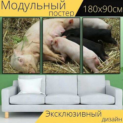 Модульный постер "Животные, свиньи, поросенок" 180 x 90 см. для интерьера