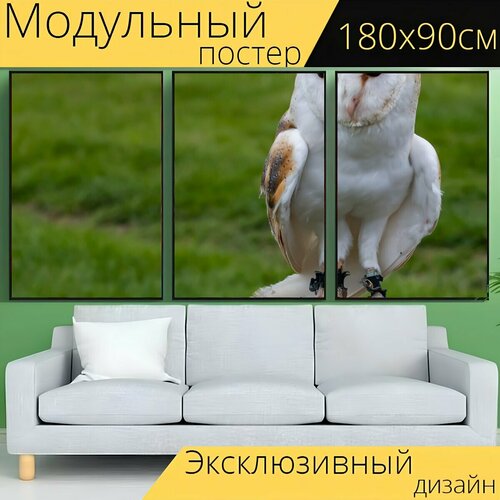 Модульный постер "Пристроилась сова, европейский сова, белая сова" 180 x 90 см. для интерьера