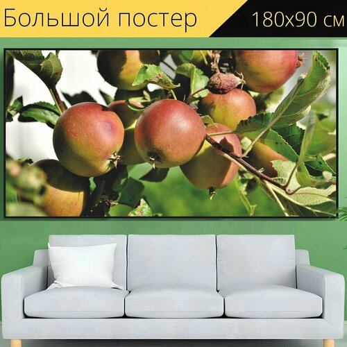 Большой постер "Яблоня, яблоко, семечковые фрукты" 180 x 90 см. для интерьера