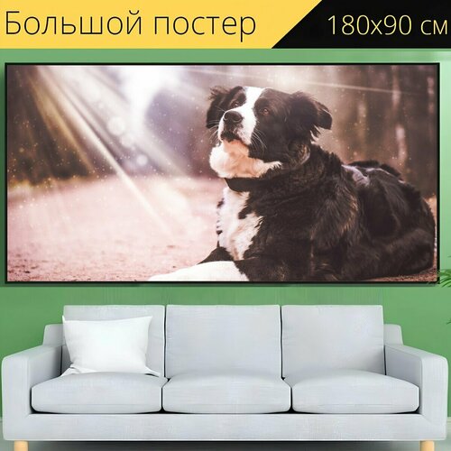 Большой постер "Собака, свет, животное" 180 x 90 см. для интерьера