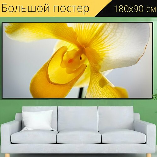 Большой постер "Орхидея, желтый, цветок" 180 x 90 см. для интерьера