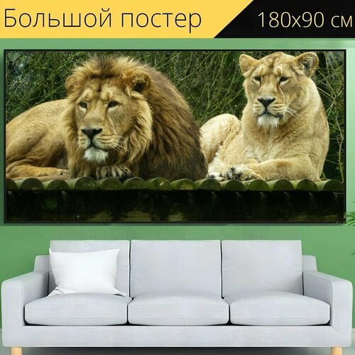 Большой постер "Котсуолд, львы, отдыхающий" 180 x 90 см. для интерьера