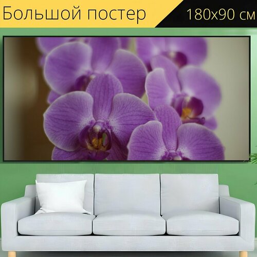 Большой постер "Орхидея, цвести, фиолетовый" 180 x 90 см. для интерьера