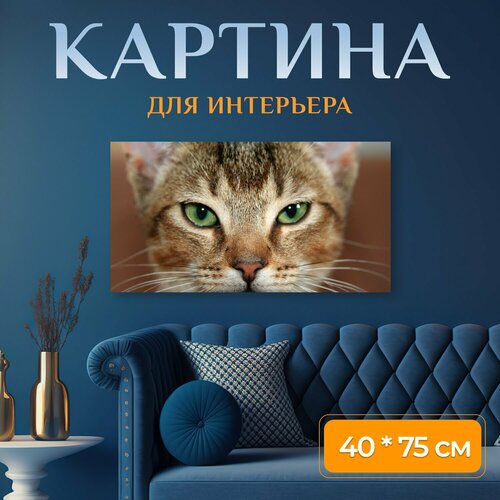 Картина на холсте "Кот, похмелье, котенок" на подрамнике 75х40 см. для интерьера