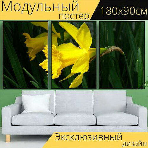 Модульный постер "Нарцисс, цветок, желтый" 180 x 90 см. для интерьера