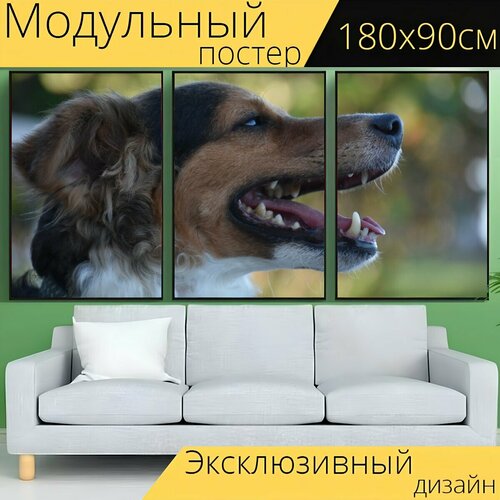 Модульный постер "Собака, щенок, собачий" 180 x 90 см. для интерьера
