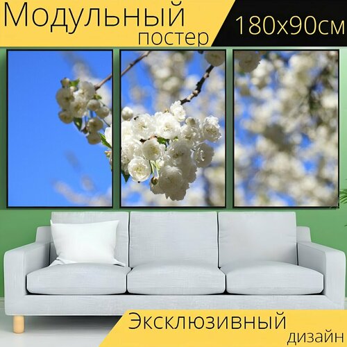 Модульный постер "Белые вишни, весна, белый" 180 x 90 см. для интерьера