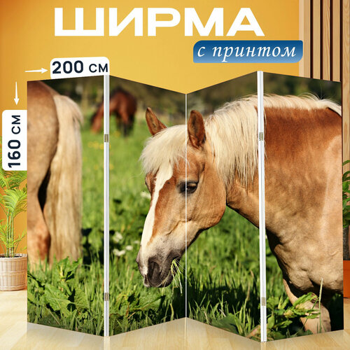 Ширма перегородка с принтом "Лошадь, животное, млекопитающее" на холсте - 200x160 см. для зонирования, раскладная
