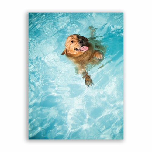 Постер, плакат на бумаге / Собака в бассейне / Размер 30 x 40 см