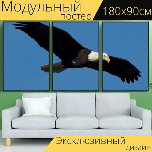 Модульный постер "Орел, птица, природа" 180 x 90 см. для интерьера
