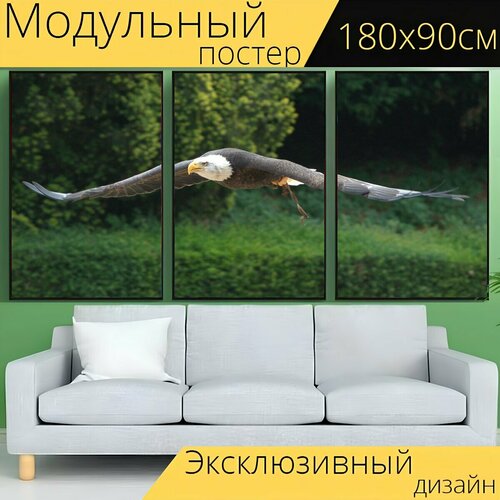 Модульный постер "Орел, птица, хищник" 180 x 90 см. для интерьера